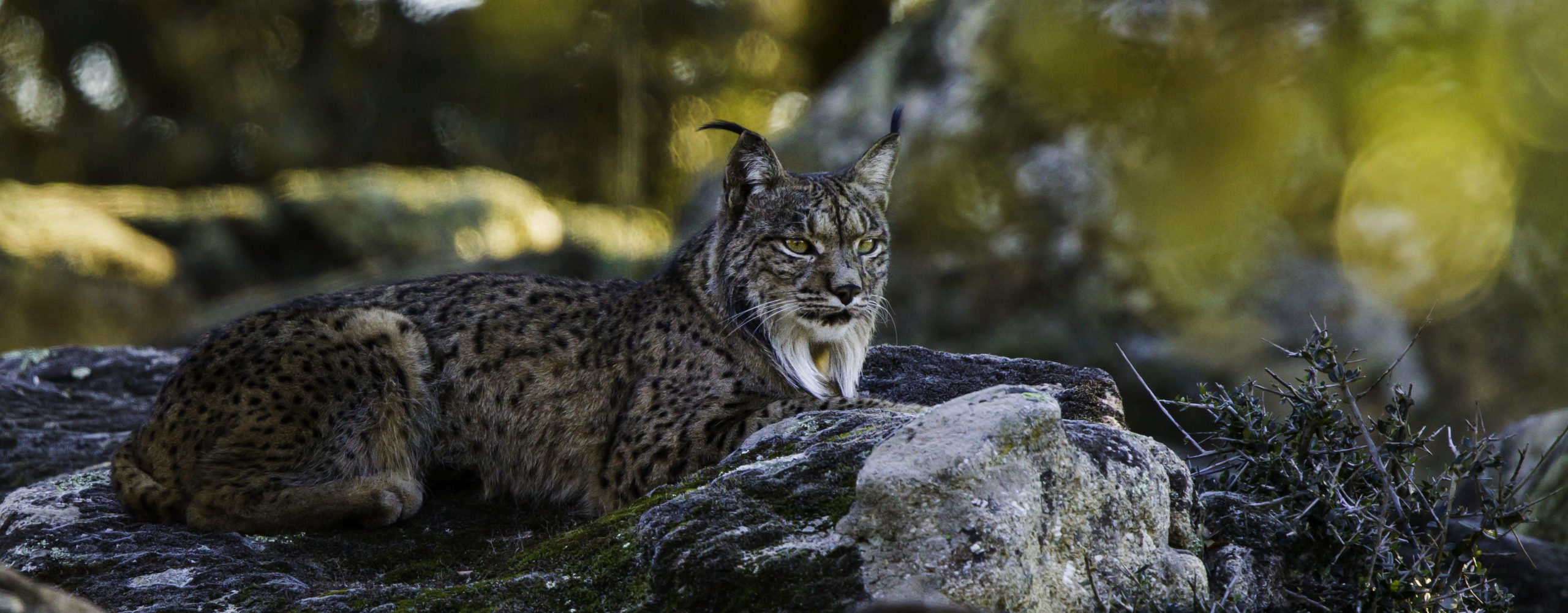Iberian Lynx Kittens