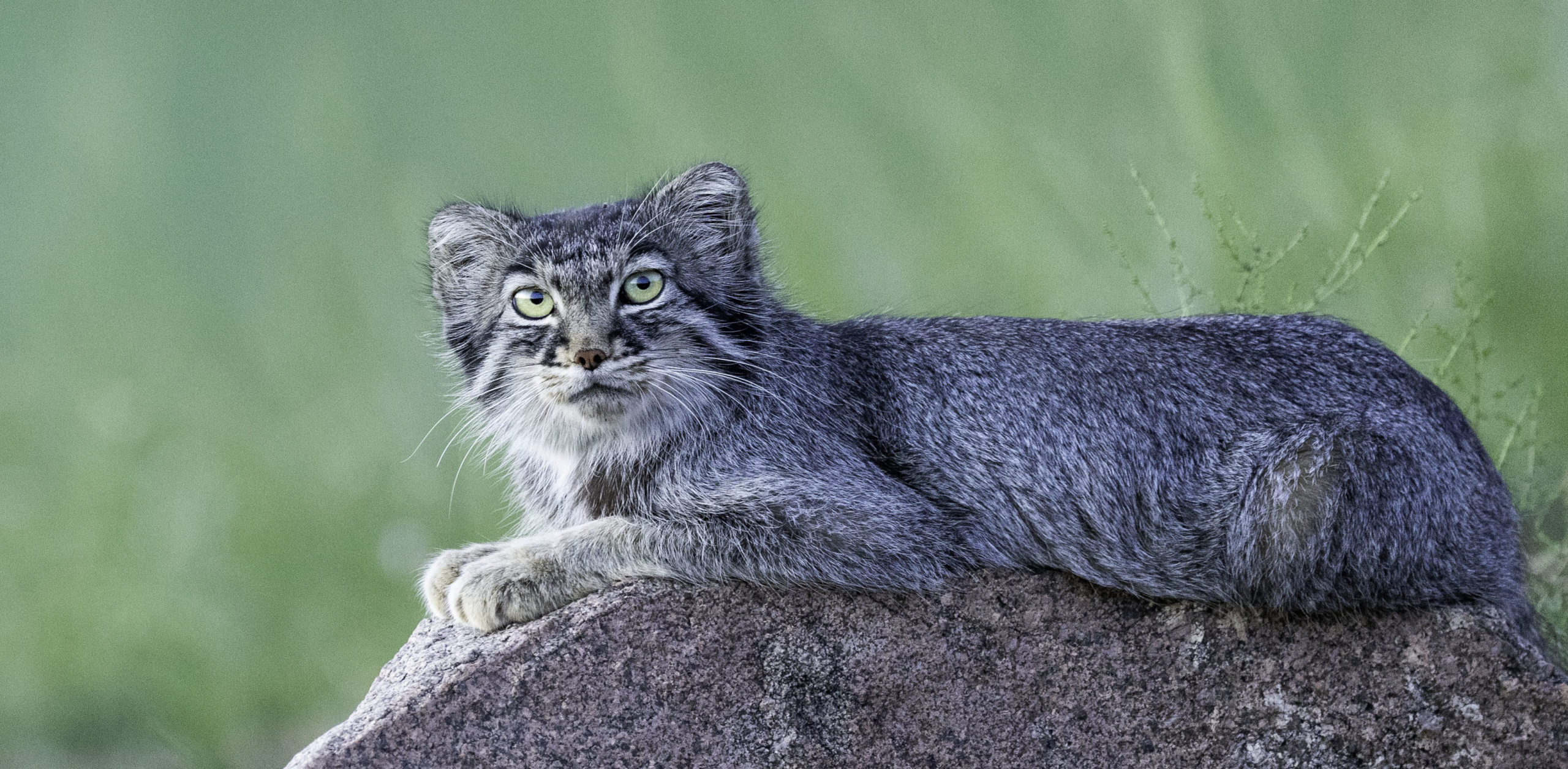 Manul of Mongolia Photo Tour | Cat Expeditions | Ethical Wild Cat Photo ...