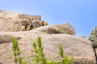 Manul of Mongolia Photo Tour | Cat Expeditions | Ethical Wild Cat Photo ...