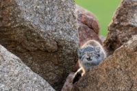 Manul of Mongolia Photo Tour | Cat Expeditions | Ethical Wild Cat Photo ...