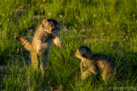 Manul of Mongolia Photo Tour | Cat Expeditions | Ethical Wild Cat Photo ...