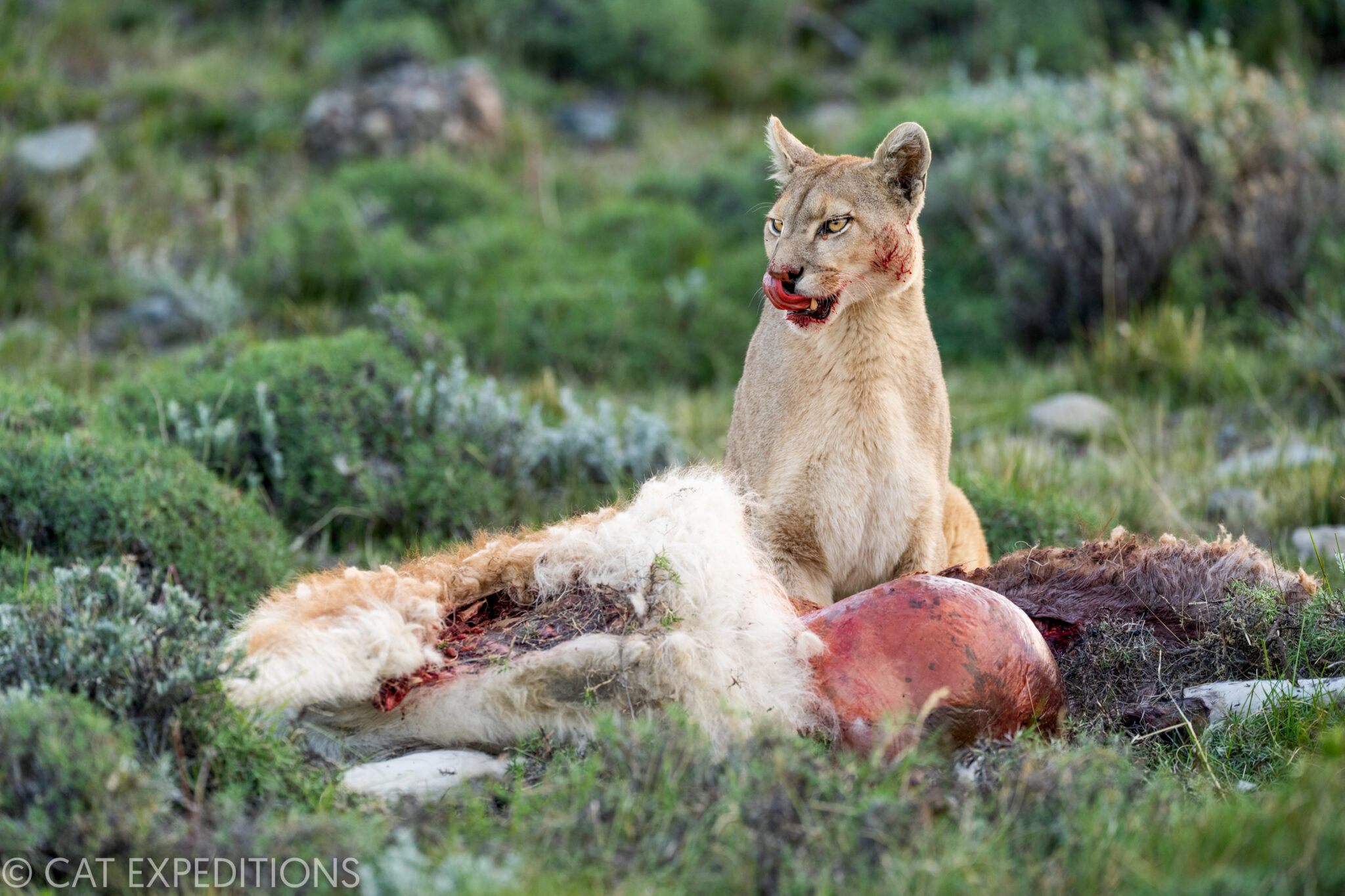 Pumas of Patagonia Photo Tour 2022 Trip Report | Cat Expeditions ...