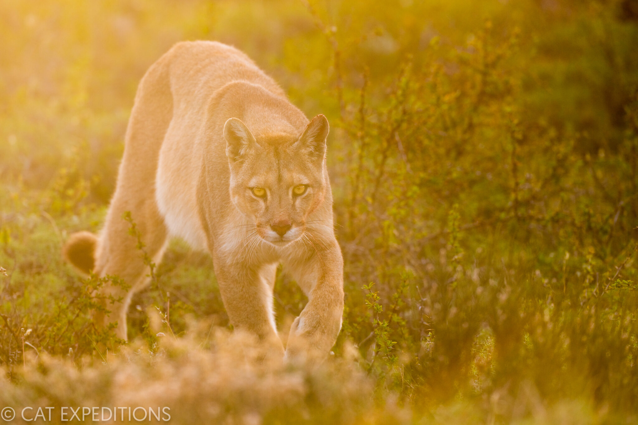 Pumas of Patagonia Photo Tour 2022 Trip Report | Cat Expeditions ...