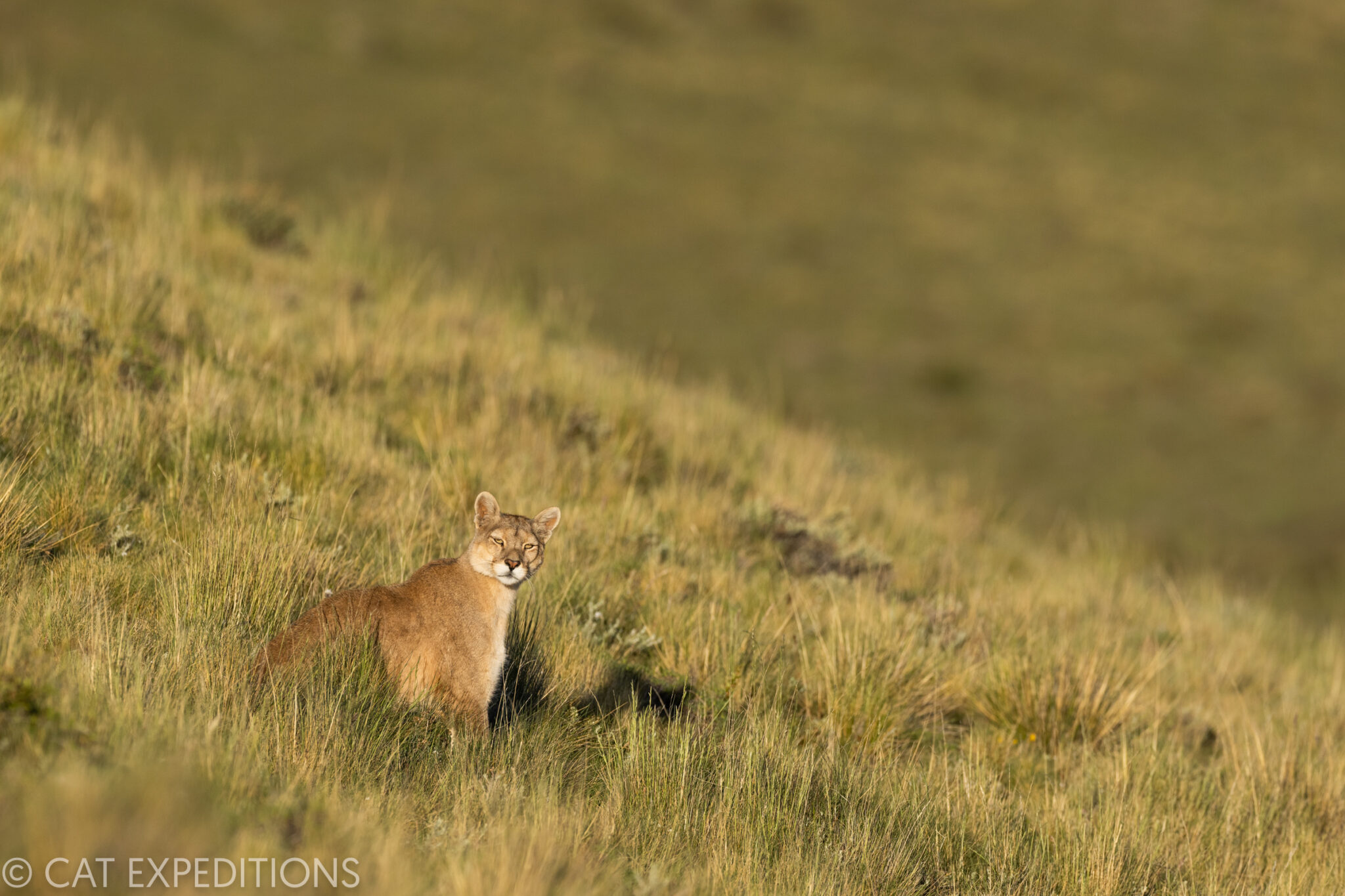 Pumas of Patagonia Photo Tour 2022 Trip Report | Cat Expeditions ...