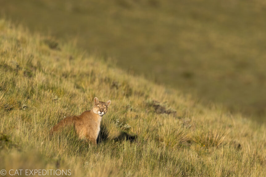 Pumas of Patagonia Photo Tour 2022 Trip Report | Cat Expeditions ...