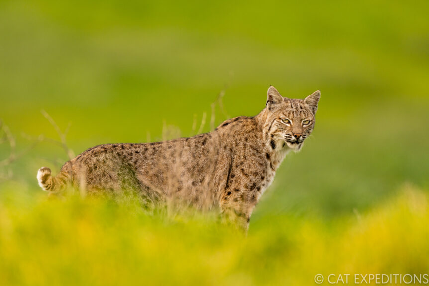 Bobcats of California Photo Tour 2022 Trip Report | Cat Expeditions ...