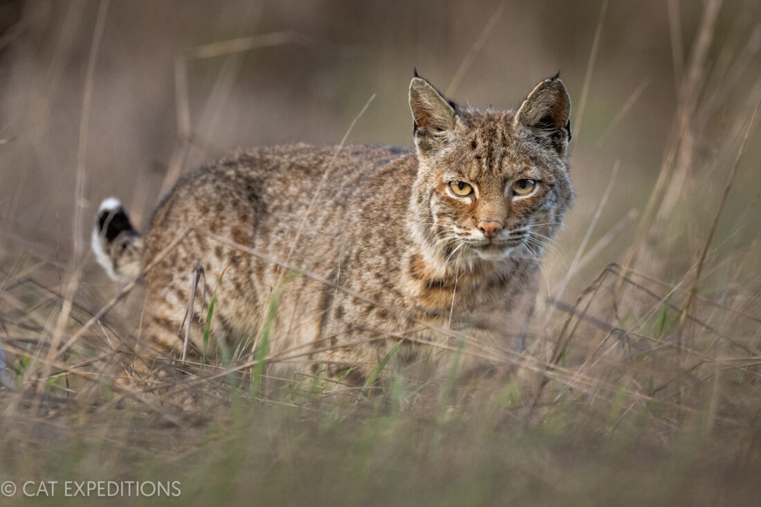 Bobcats of California Photo Tour 2023 Trip Report | Cat Expeditions ...