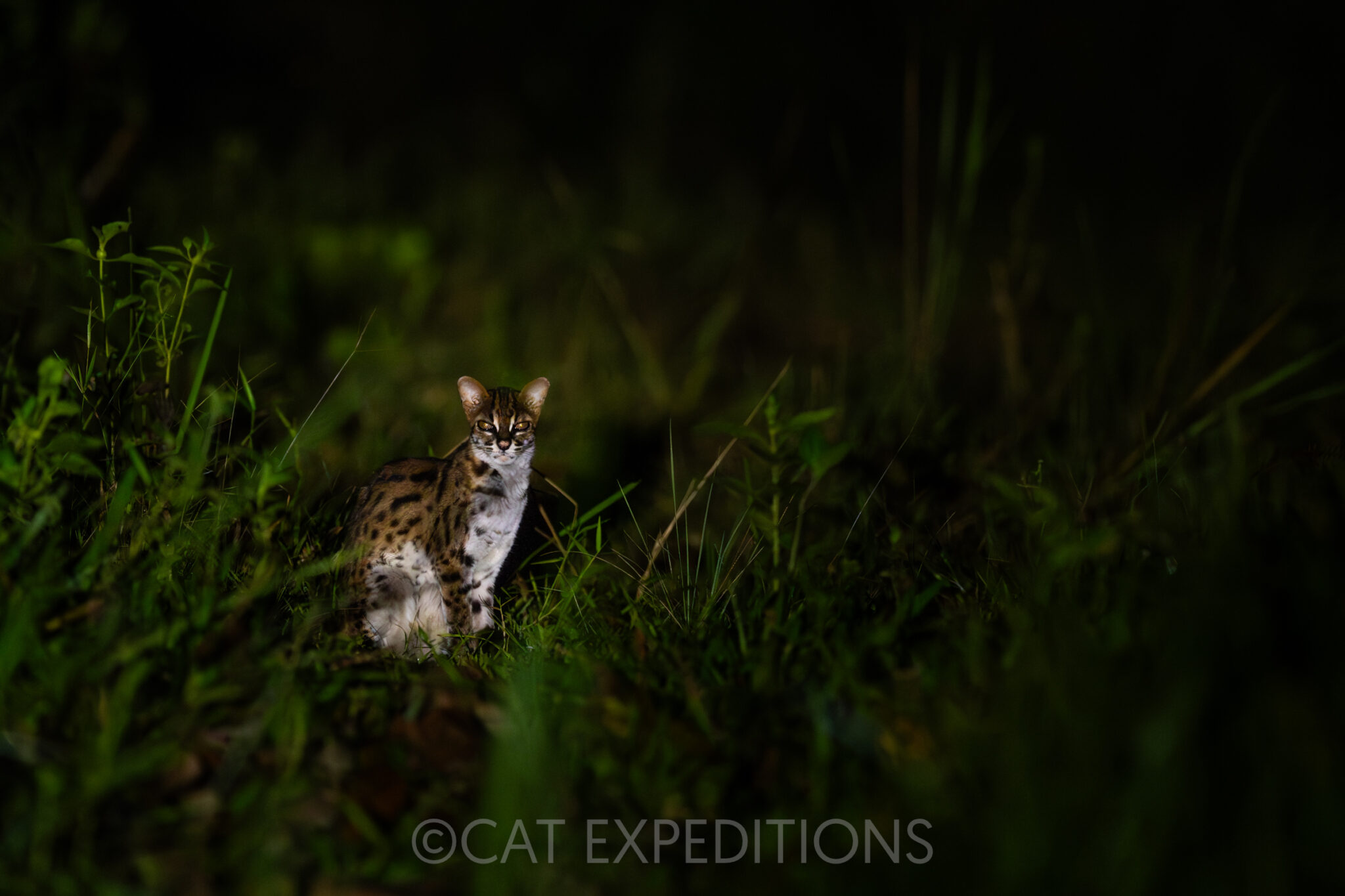 Cats of Borneo Photo Tour 2024 Trip Report | Cat Expeditions | Ethical ...