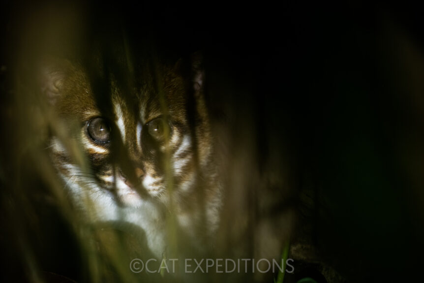 Cats of Borneo Photo Tour 2024 Trip Report | Cat Expeditions | Ethical ...