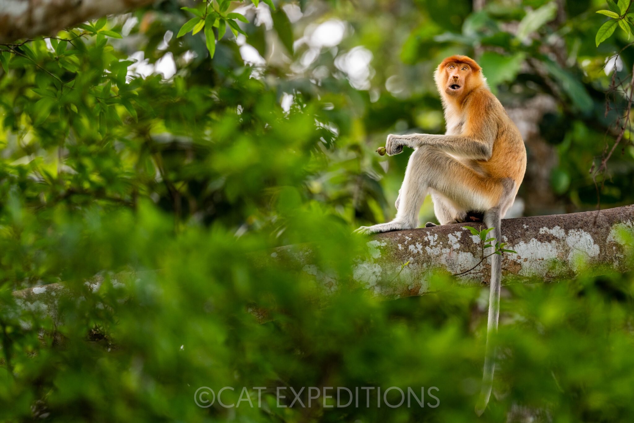 Cats of Borneo Photo Tour 2024 Trip Report | Cat Expeditions | Ethical ...