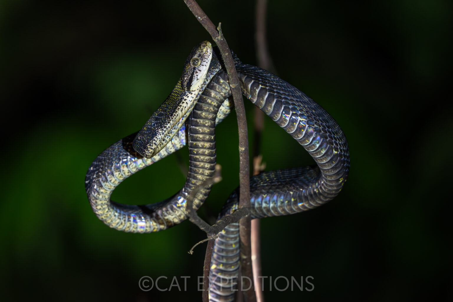 Cats of Borneo Photo Tour 2024 Trip Report | Cat Expeditions | Ethical ...