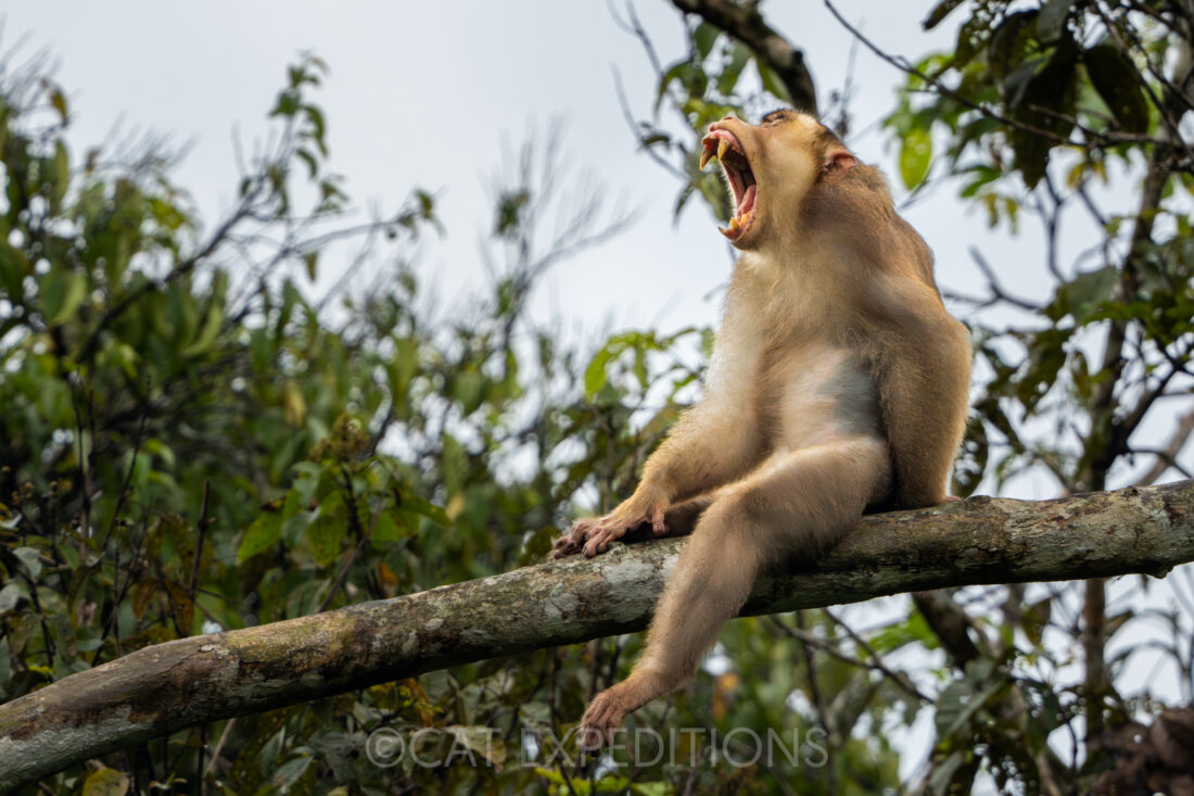 Cats of Borneo Photo Tour 2024 Trip Report | Cat Expeditions | Ethical ...