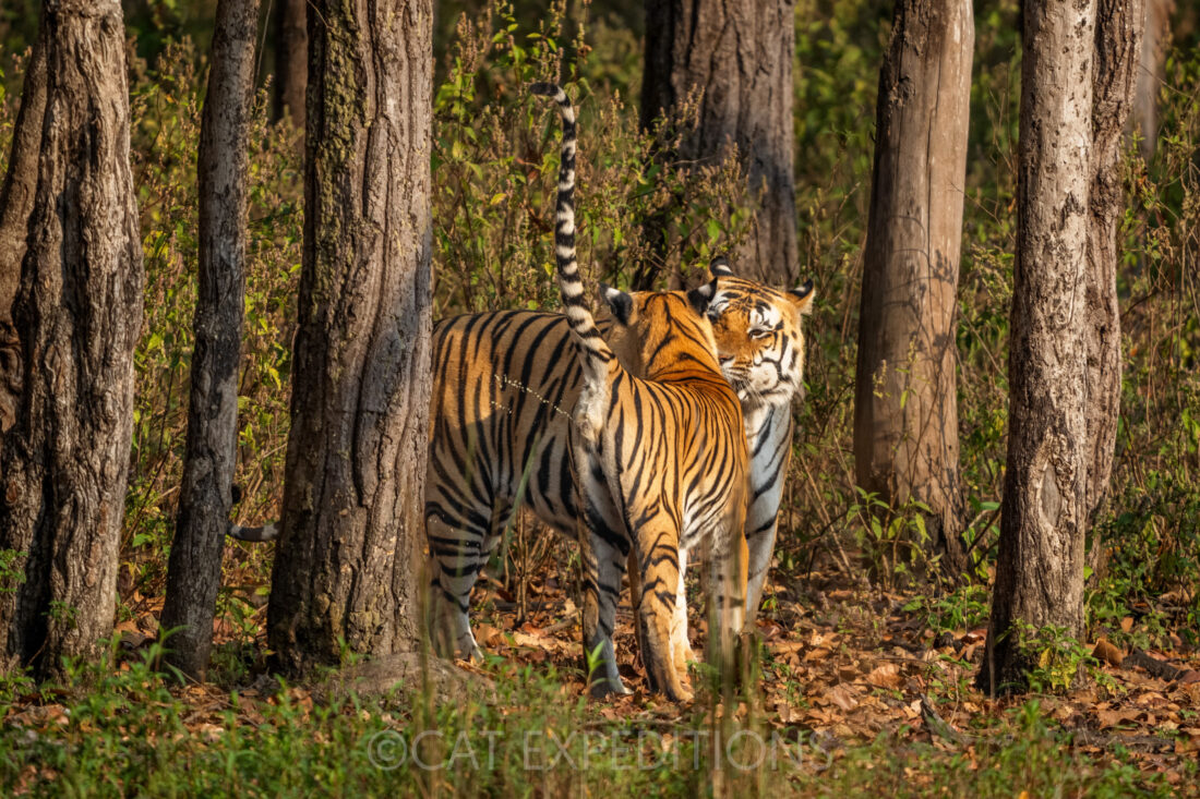 Tigers of India Photo Tour 2024 Trip Report | Cat Expeditions | Ethical ...