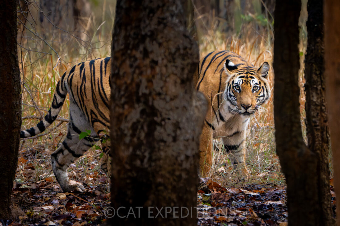 Tigers of India Photo Tour 2024 Trip Report | Cat Expeditions | Ethical ...