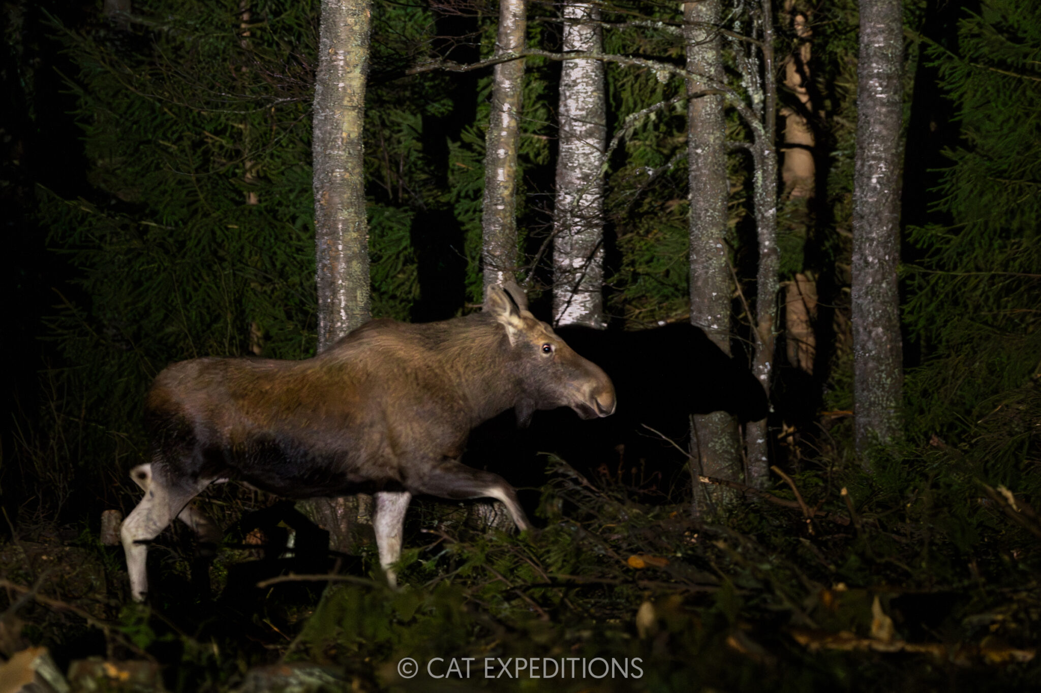 Eurasian Lynx in Estonia Photo Tour 2025 Trip Report | Cat Expeditions ...