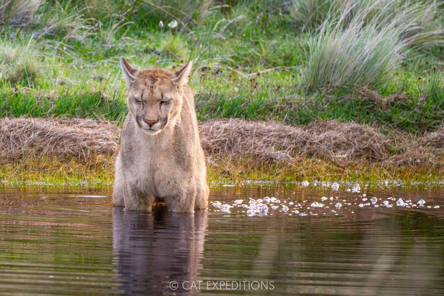 Pumas of Patagonia Photo Tour 2024 Highlights | Cat Expeditions ...