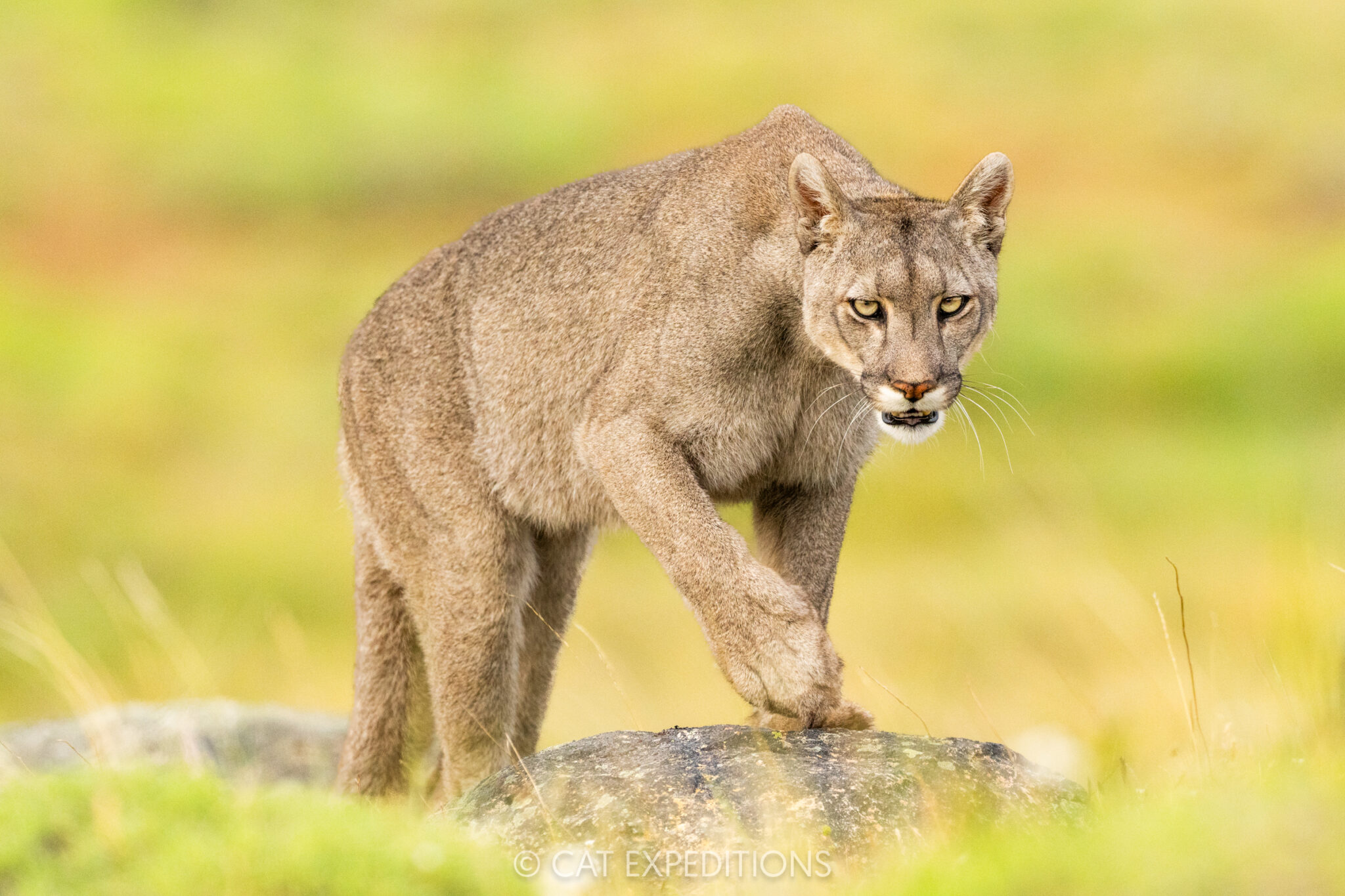 Pumas of Patagonia Photo Tour 2024 Highlights | Cat Expeditions ...